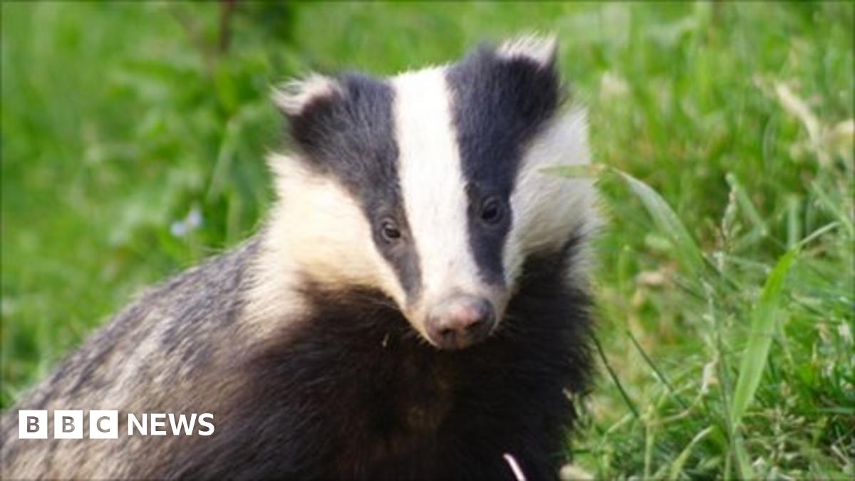 National Trust estate giving badgers TB vaccinations - BBC News