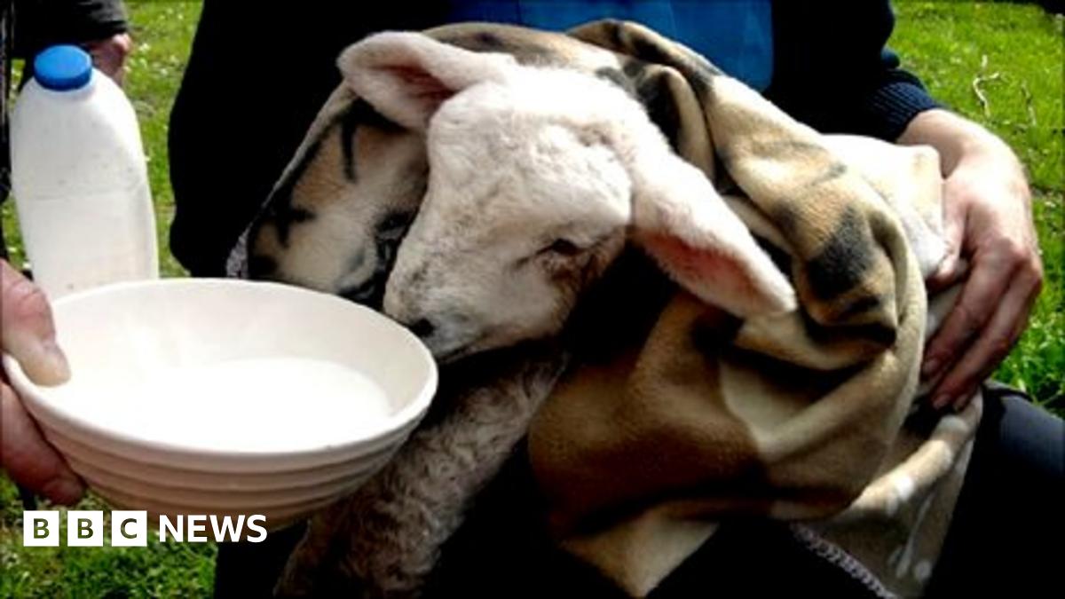 Manchester nurse rescues lamb trapped in wheelie bin - BBC News