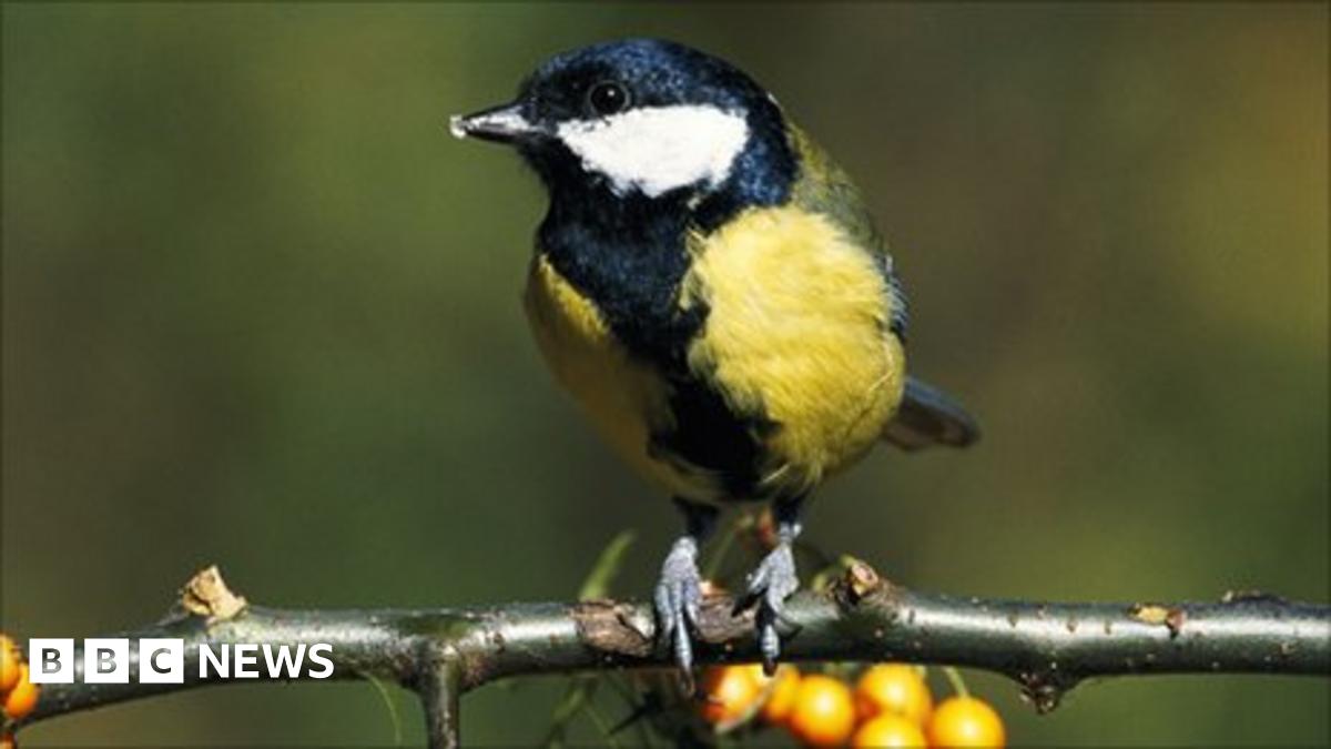 Early birds catch bees not worms - BBC News