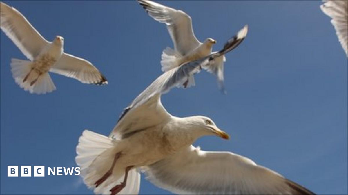 Worcester seagull population soars on takeaway diet - BBC News