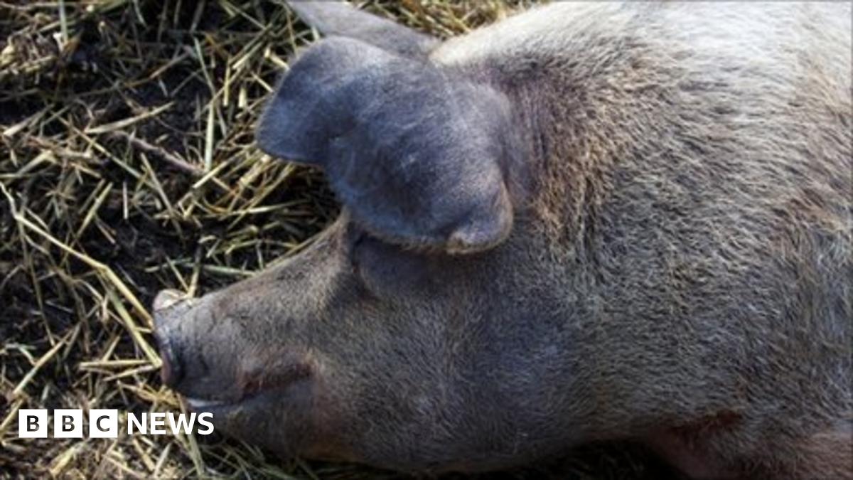 Pig attacks boy, 13, at Cofton Holiday Park in Devon - BBC News