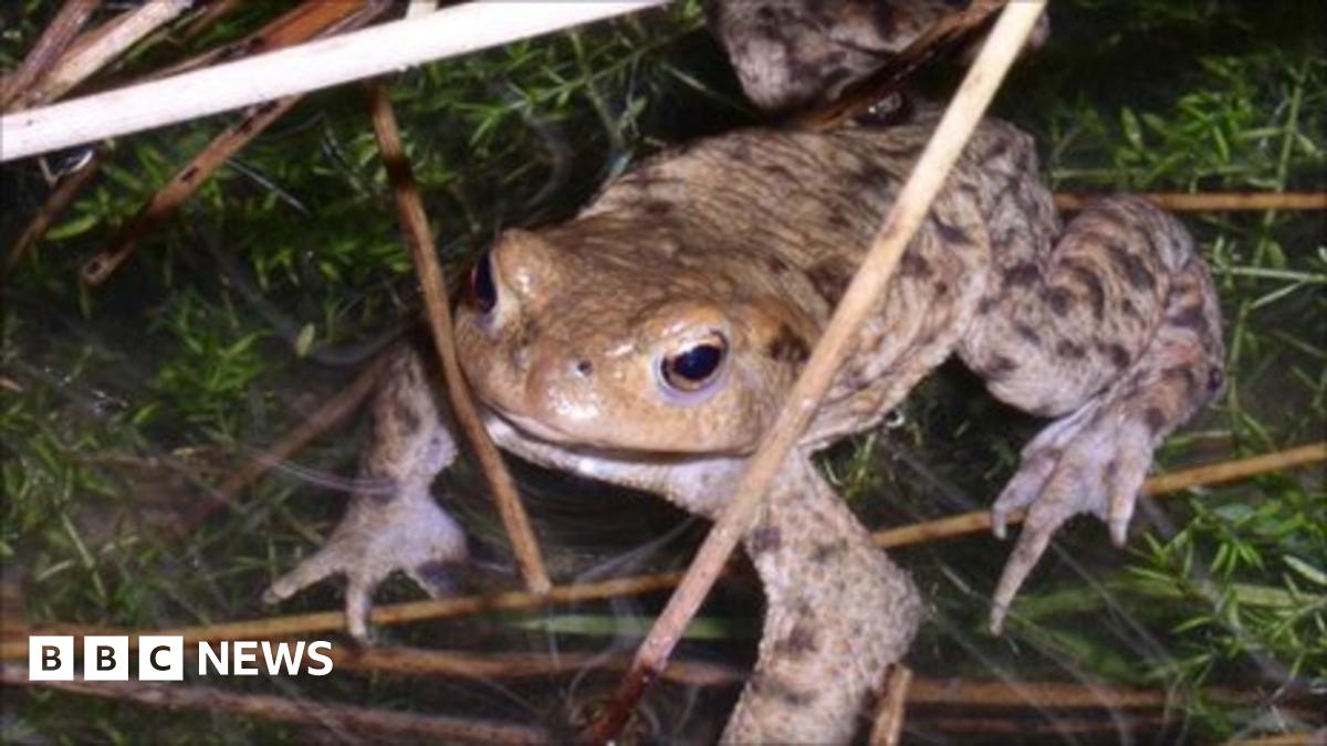 Swabs taken from newts and toads in Wiltshire survey - BBC News