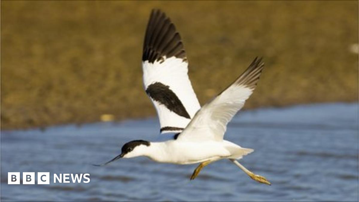 RSPB call for Southport Marshside reserve volunteers - BBC News