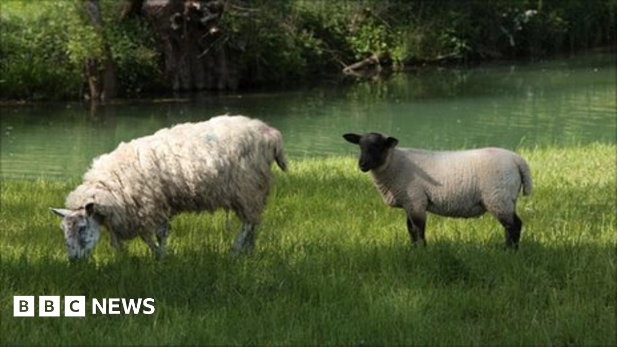 Chernobyl sheep controls lifted in Wales and Cumbria - BBC News