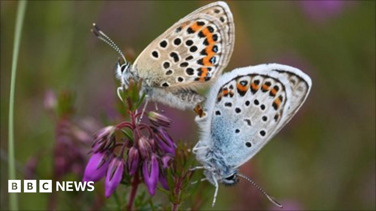 Restoration plans for Prees Heath Common WWII airfield - BBC News