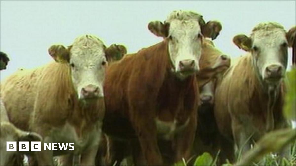 Bovine TB testing zone extended around Cumbria farm - BBC News