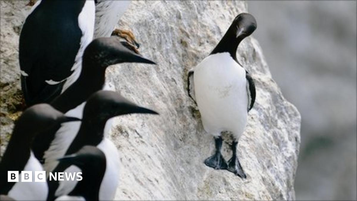 Early arrival for seabird eggs in Devon - BBC News