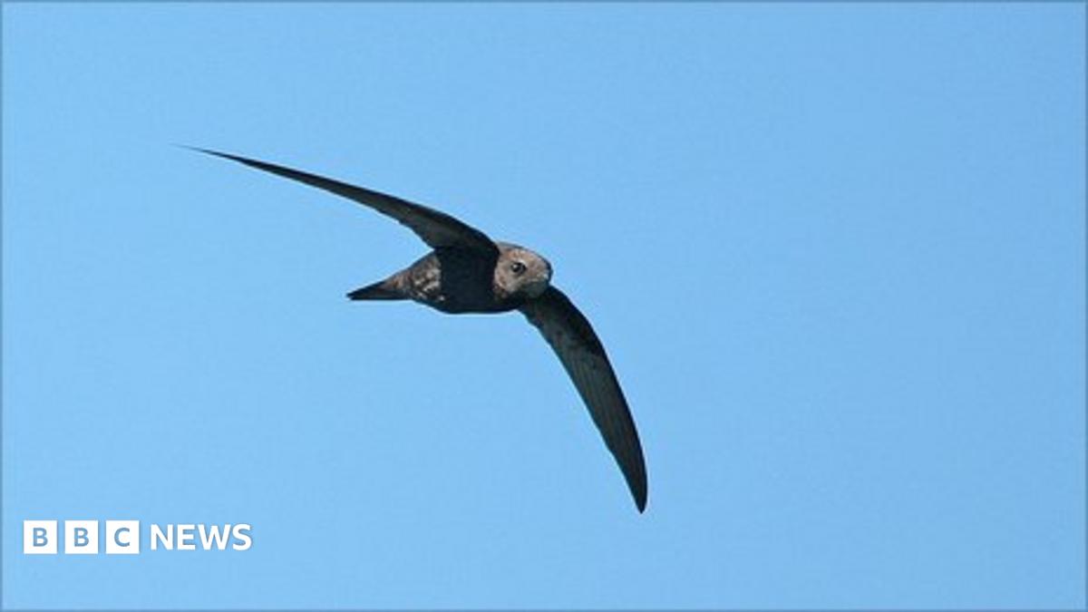 Exeter bird project wants swift response - BBC News