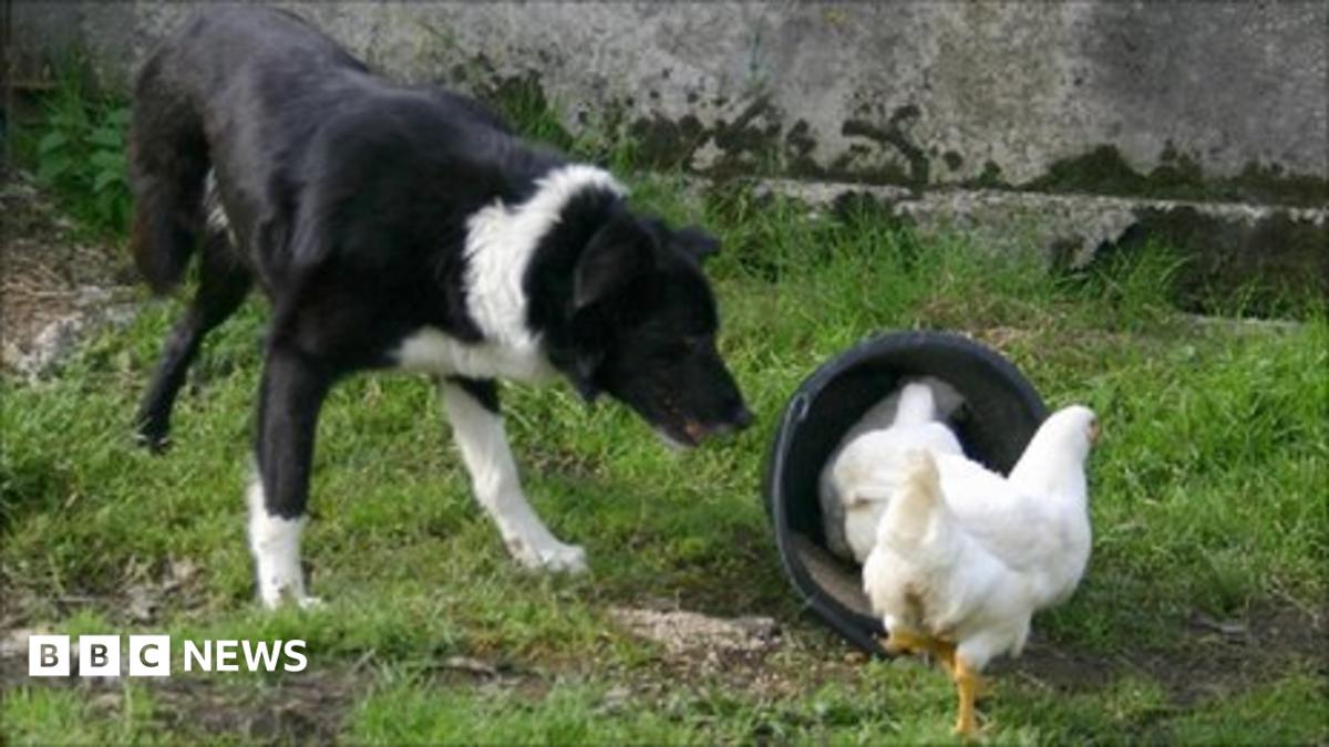 Three-legged sheepdog Jack wins farm dog of year award - BBC News