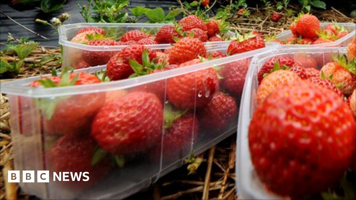 Leicestershire strawberry farmer's weather fears - BBC News