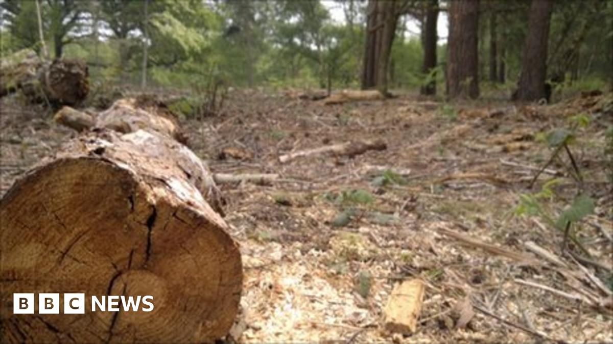 Sutton Heath tree felling questioned by locals - BBC News
