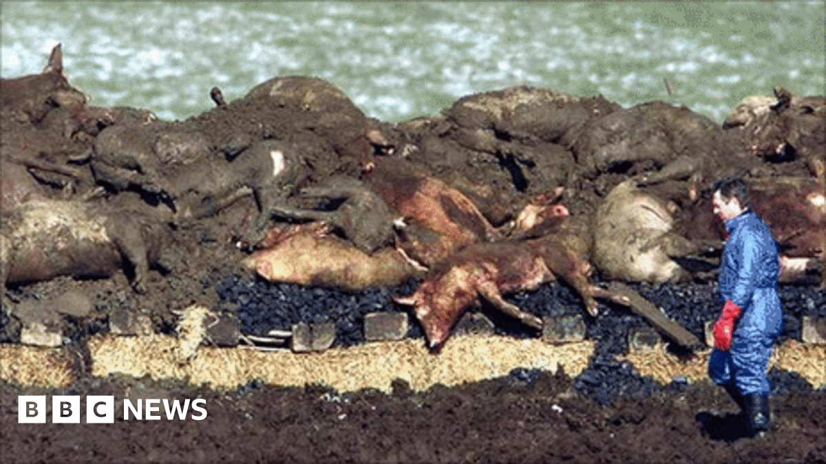 Mass culling for foot-and-mouth 'may be unnecessary' - BBC News