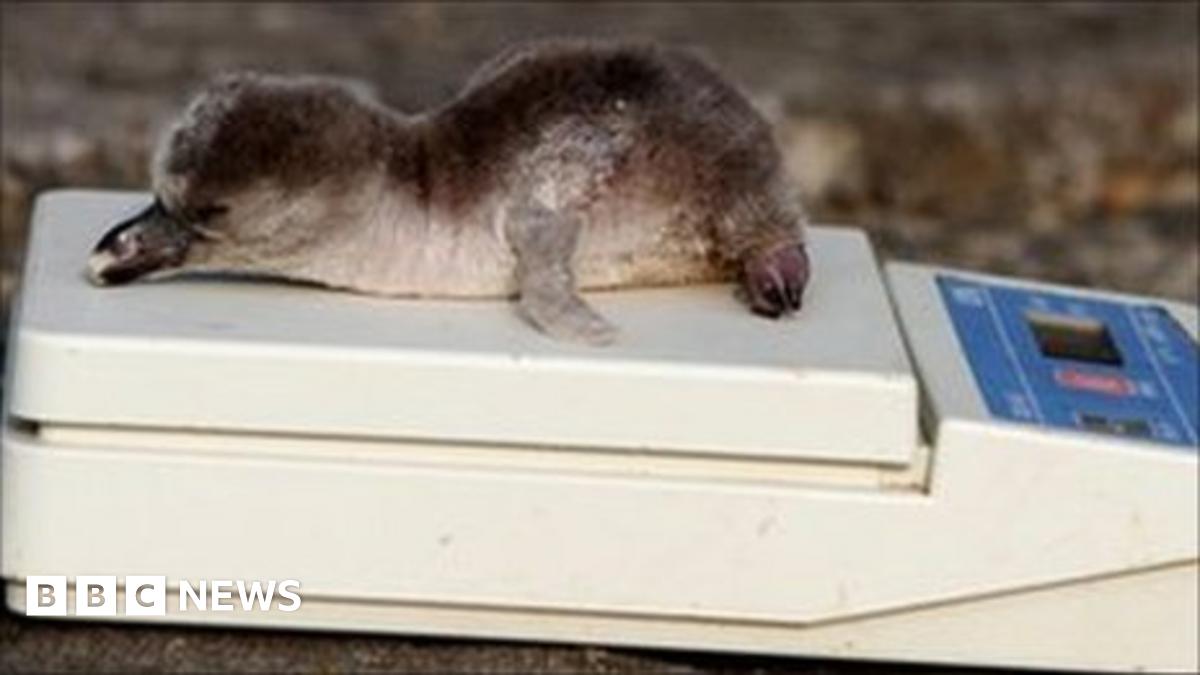 Royal couple adopt Chester Zoo baby penguin - BBC News