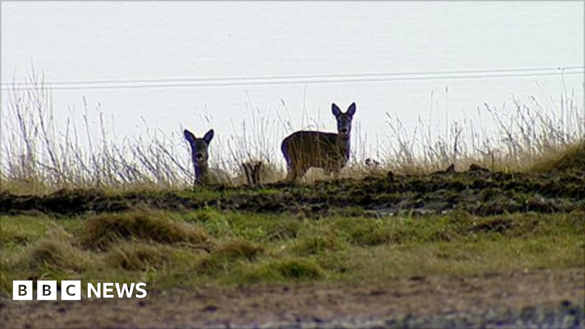 Petition criticises deer cull at Aberdeen's Tullos Hill - BBC News