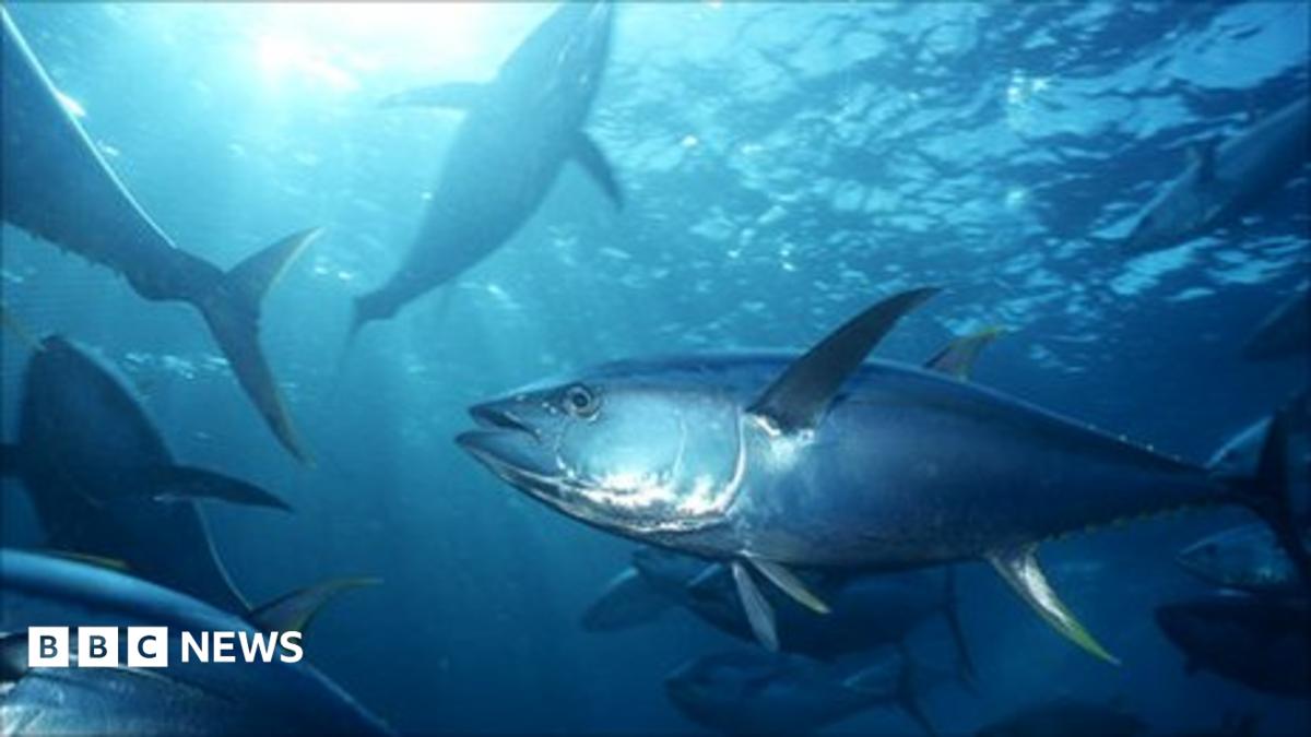 Ship sails in search of sustainable tuna - BBC News
