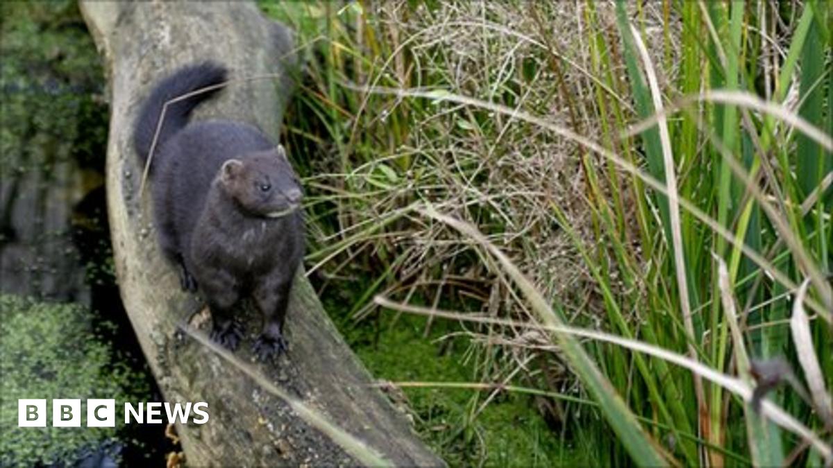 American mink 'safe haven' project under way - BBC News