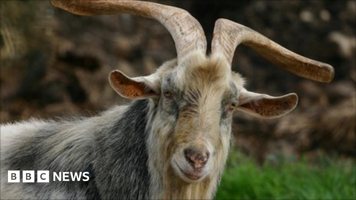 Devon 'sacrificial' goat deaths investigated - BBC News