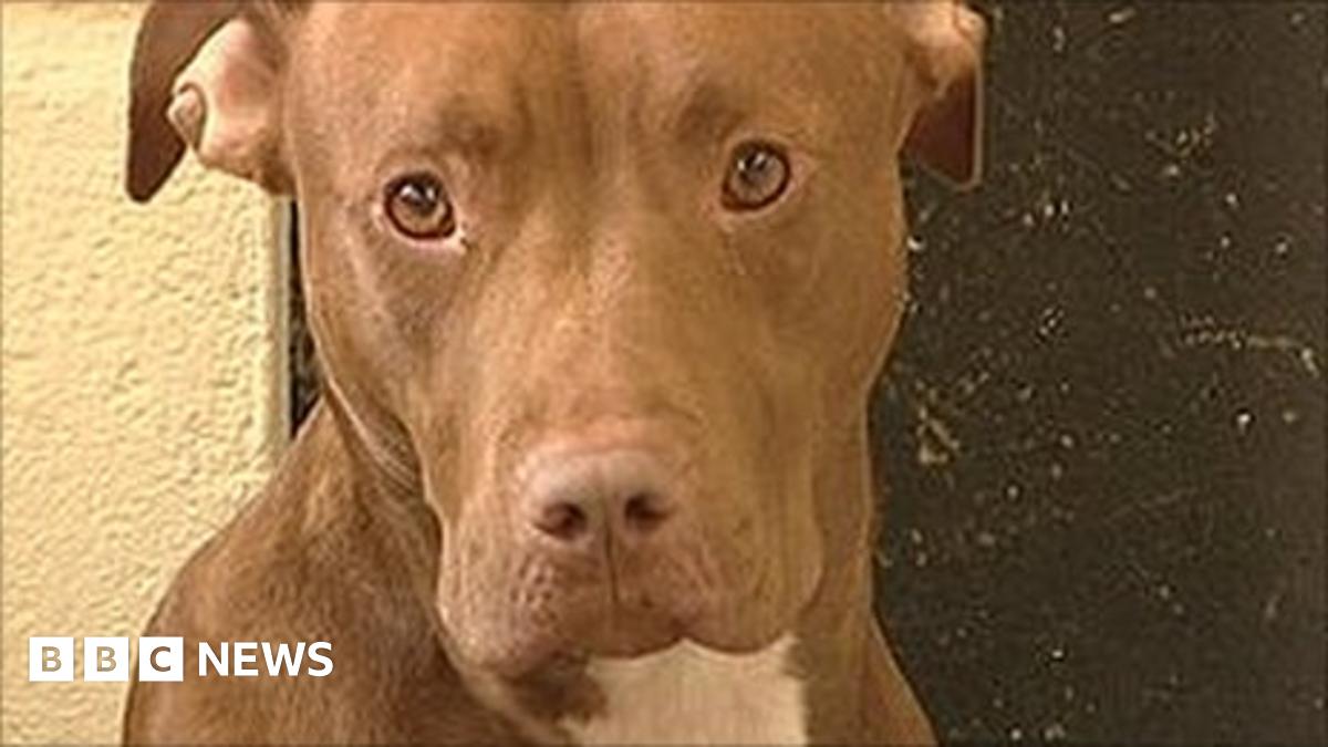 'Dangerous dogs' seized in Plymouth raid - BBC News