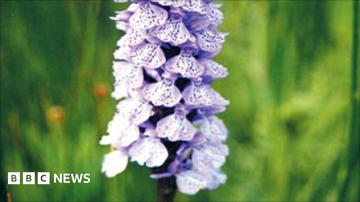 Jersey wild orchids bloom early in spring sunshine - BBC News