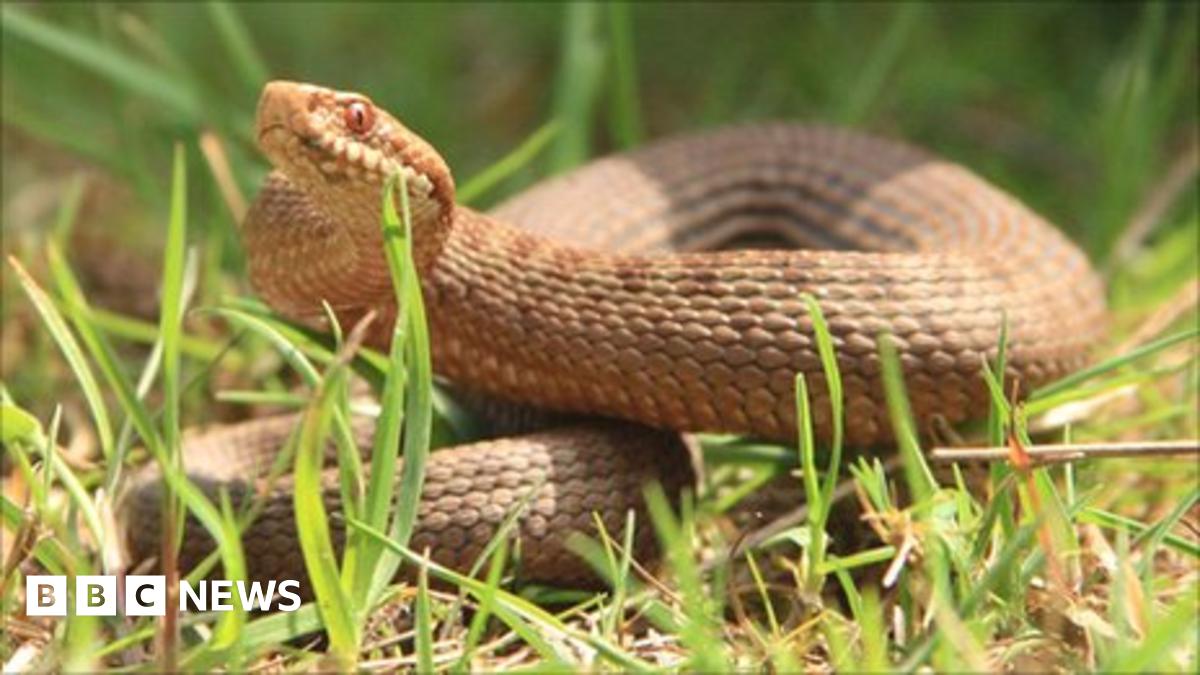 Adder disappearance in Nottinghamshire 'very worrying' - BBC News