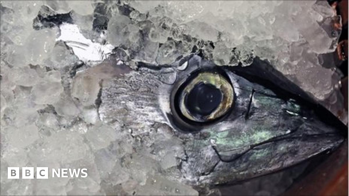 Extinction rates 'overestimated', says study - BBC News