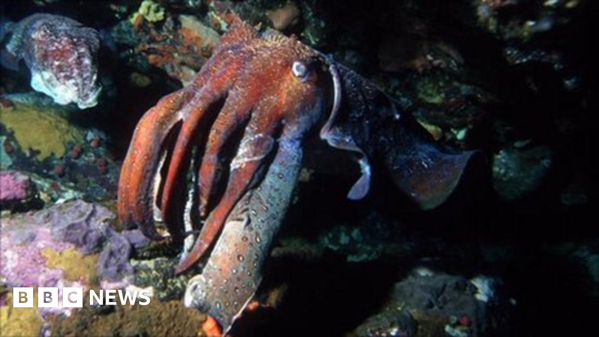 Cuttlefish bones wash up on Cornwall beaches - BBC News