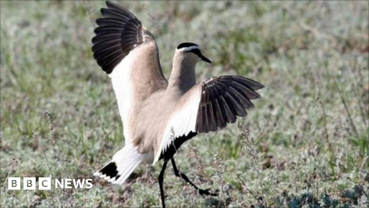 RSPB Essex wetland reserve work resumes - BBC News