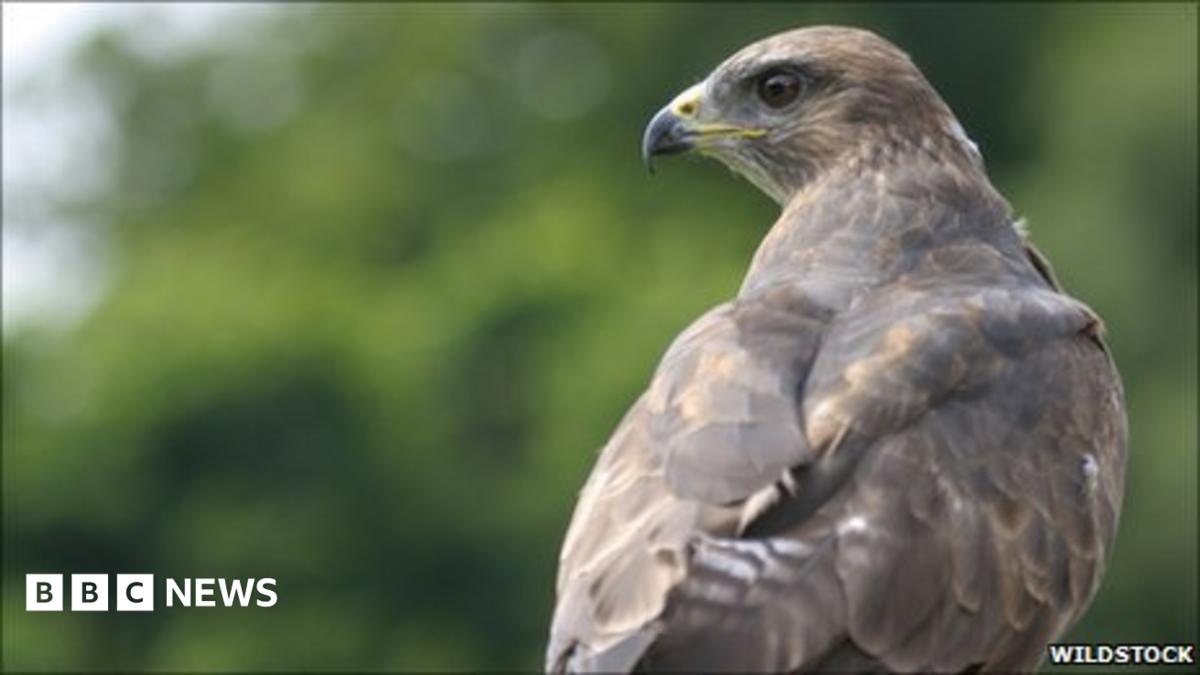 Hertfordshire appeal after nesting buzzard shot dead - BBC News