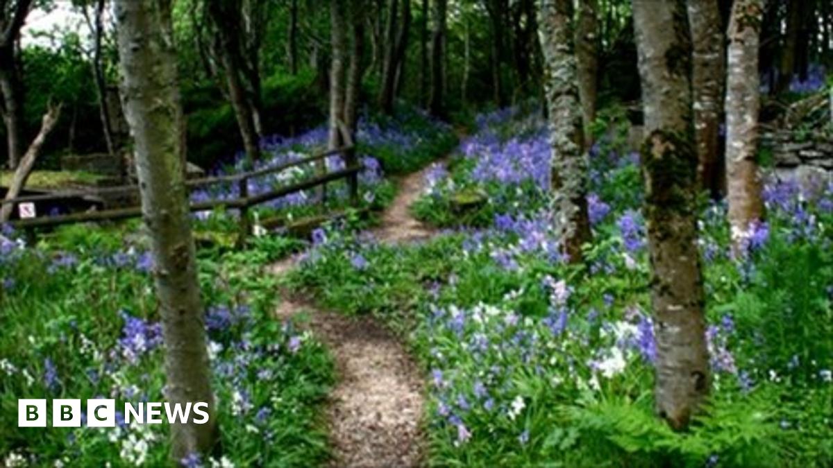 Boggy hillside reborn as Orkney forest reserve - BBC News