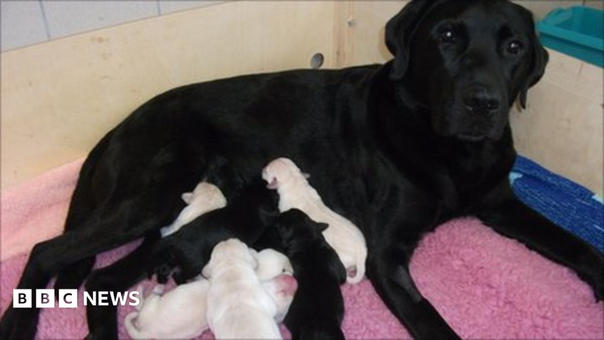 First puppies at Guide Dogs National Breeding Centre - BBC News