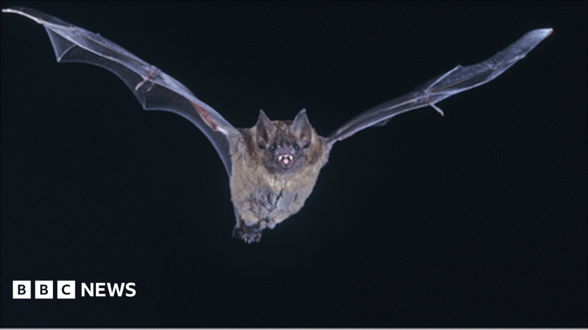 Human brain's 'bat sight' found - BBC News