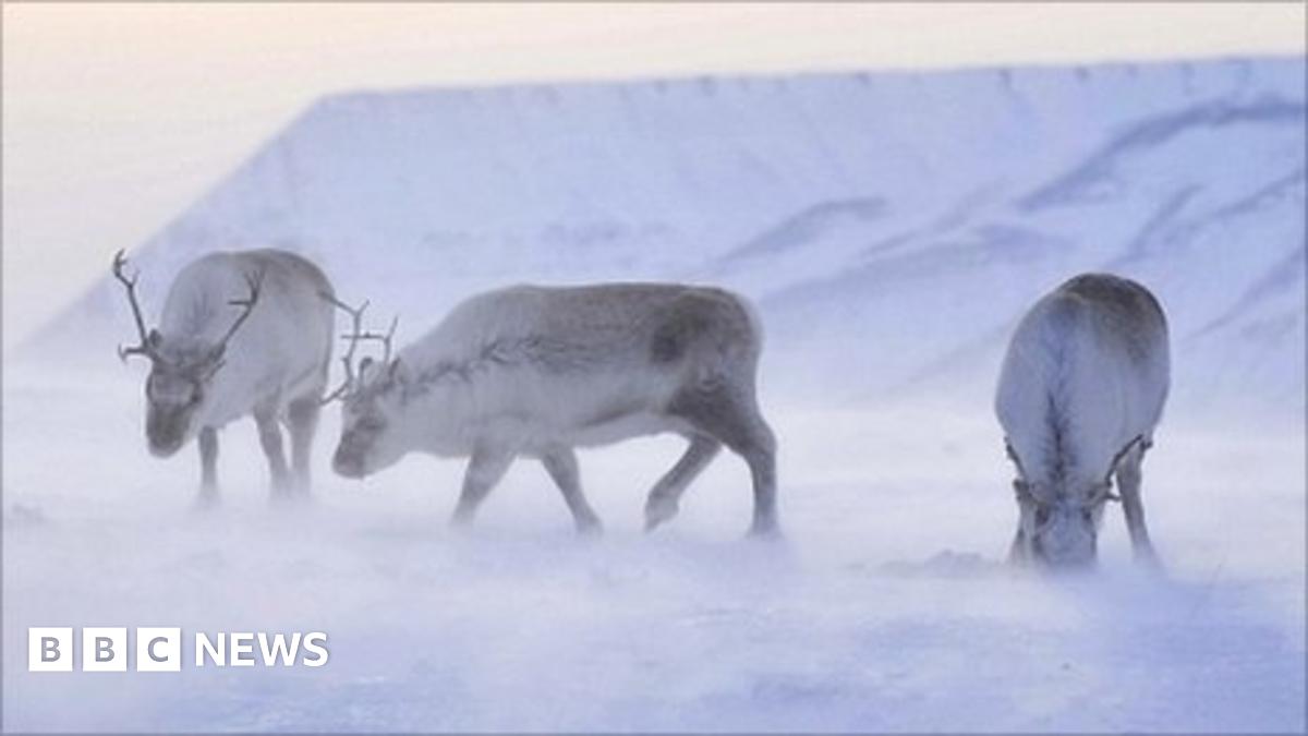Tests show Arctic reindeer 'see in UV' - BBC News