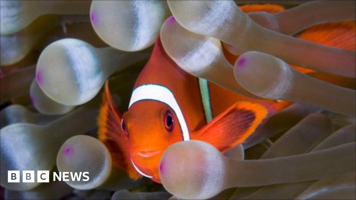 Acid oceans turn 'Finding Nemo' fish deaf - BBC News