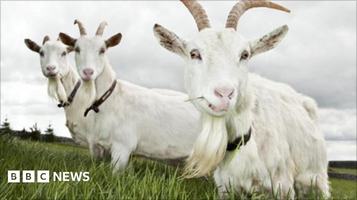 Goat herd monitored by Dounreay nuclear site 'retired' - BBC News