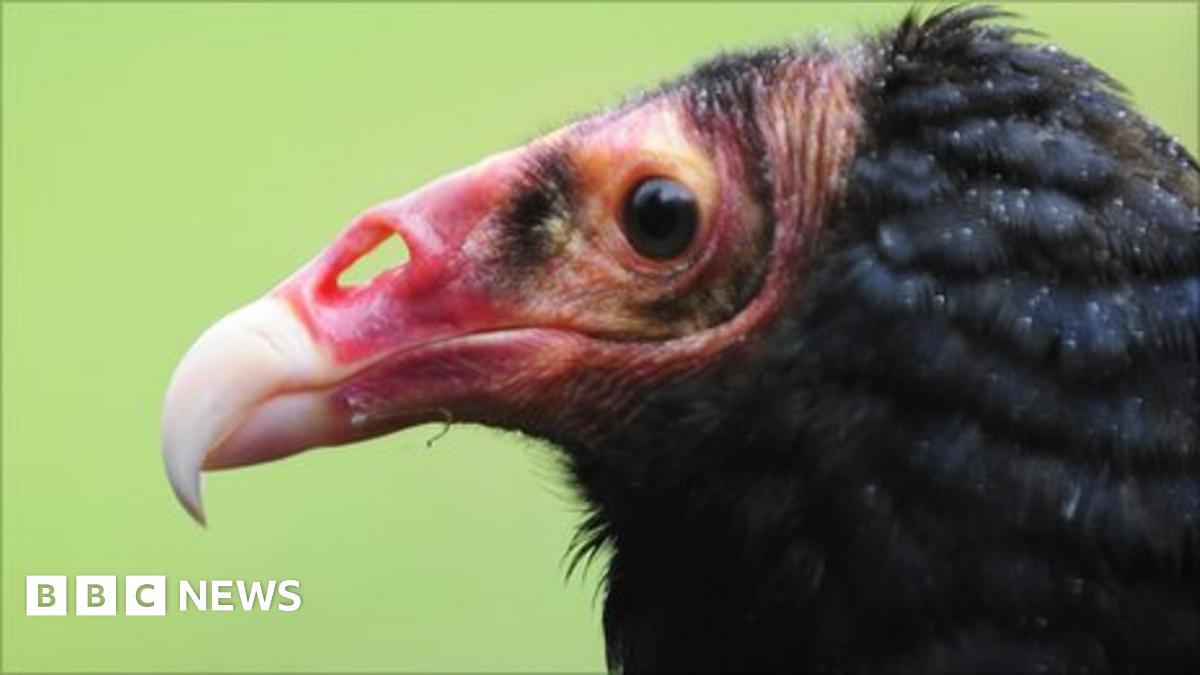 German police vulture scheme fails to take off - BBC News