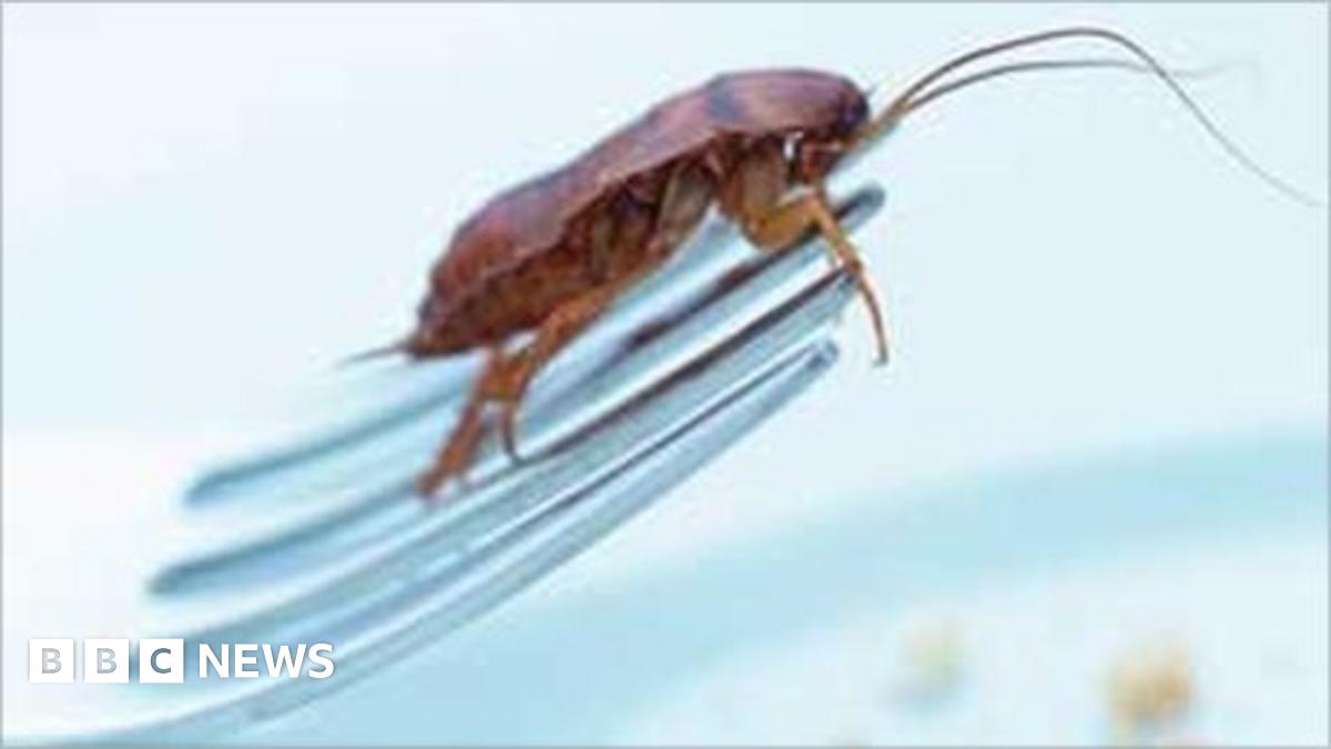 Northern Ireland food hygiene put under spotlight - BBC News