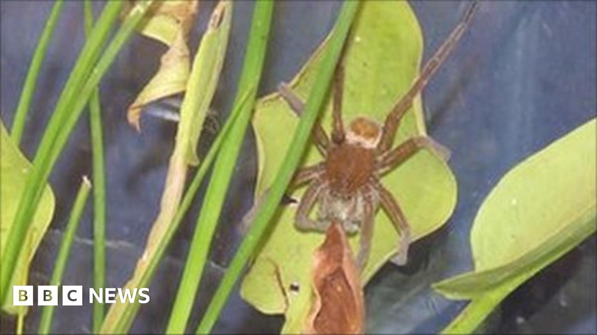 Rare fen raft spiders released at Suffolk fen - BBC News