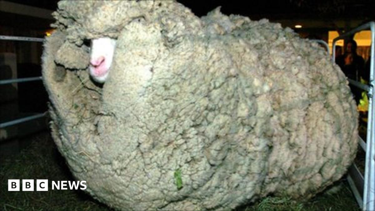 New Zealand mourns Shrek the sheep - BBC News