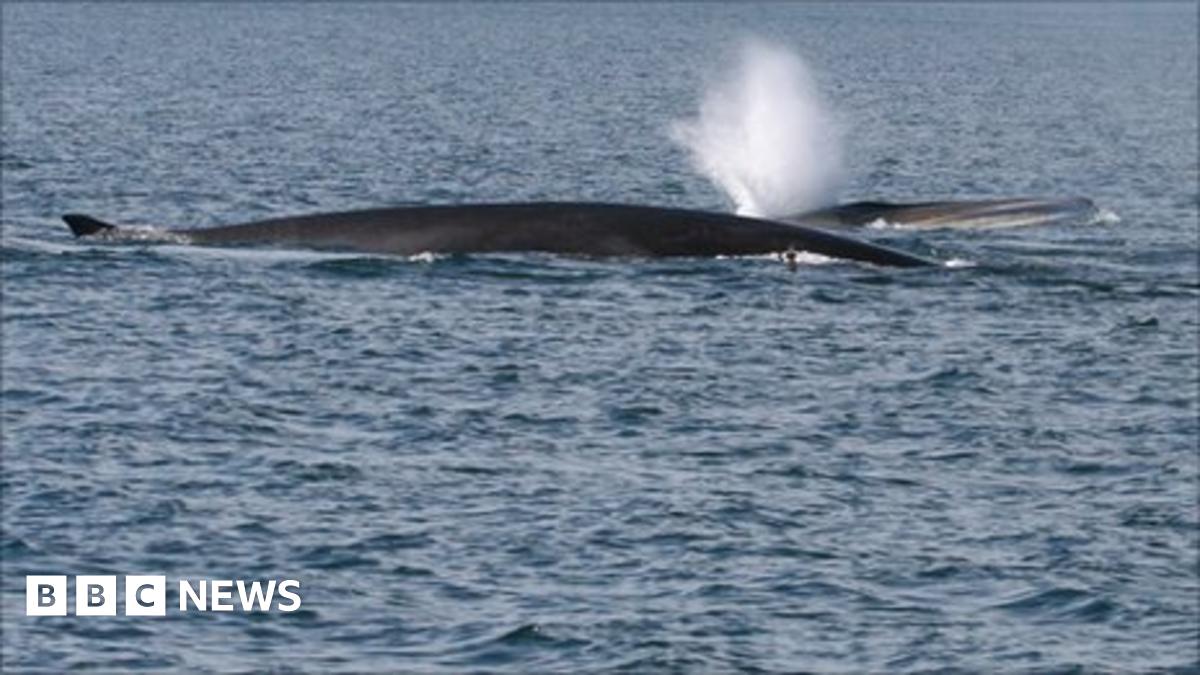 'Largest' Fin whale gathering spotted in British waters - BBC News