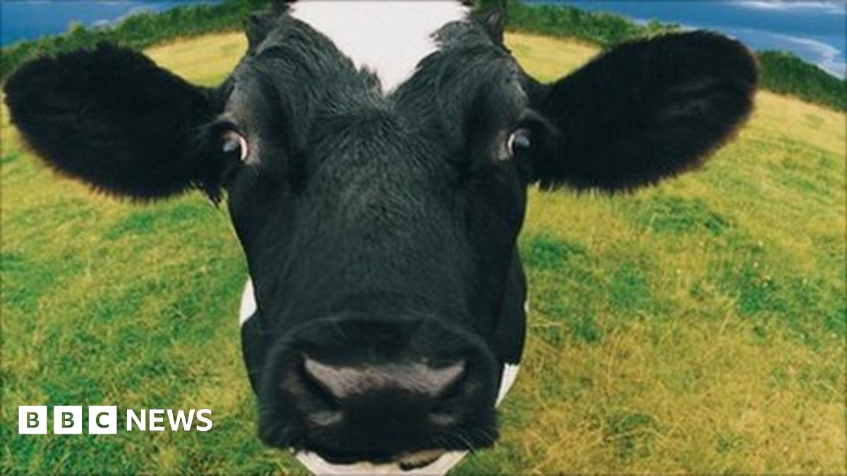 The unusual uses for animal body parts - BBC News