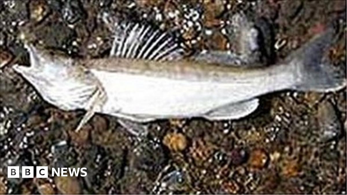 Thousands of River Thames fish killed by storm sewage - BBC News