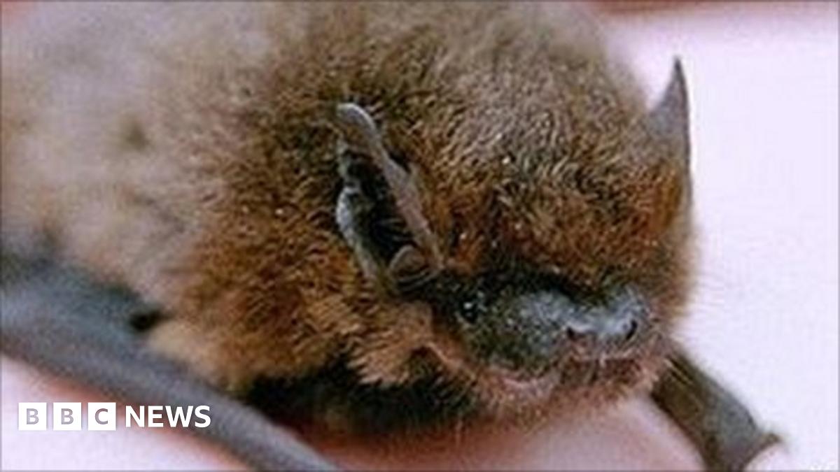 Peak season for bat rescues, warn conservationists - BBC News