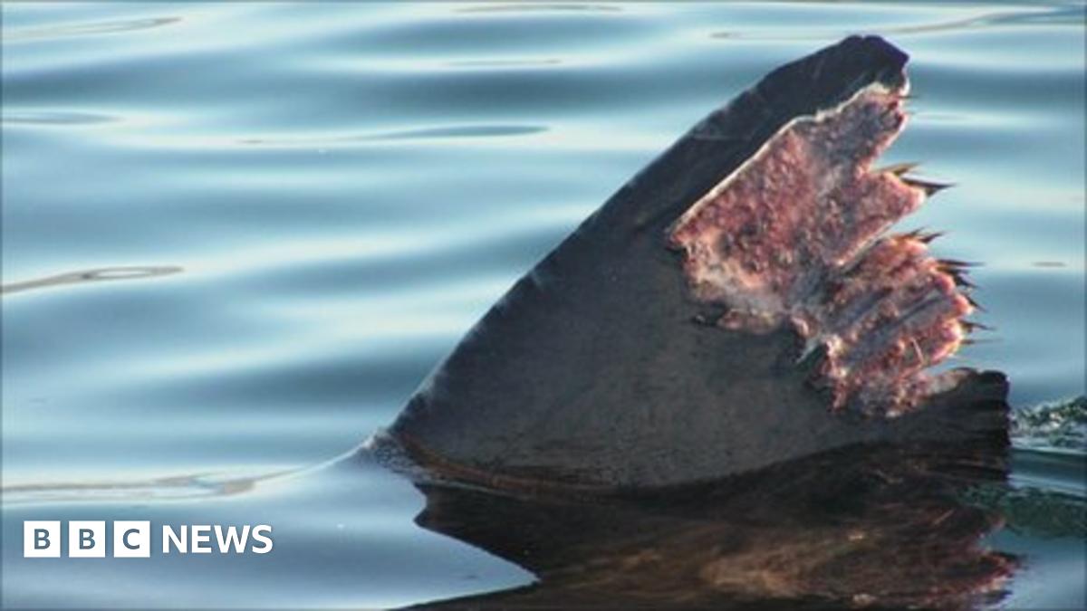 Basking shark spotted off Manx coast with damaged fin - BBC News