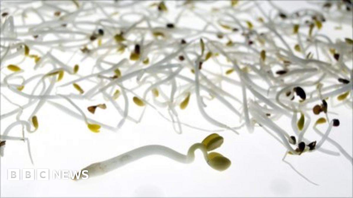 German tests link bean sprouts to deadly E. coli - BBC News