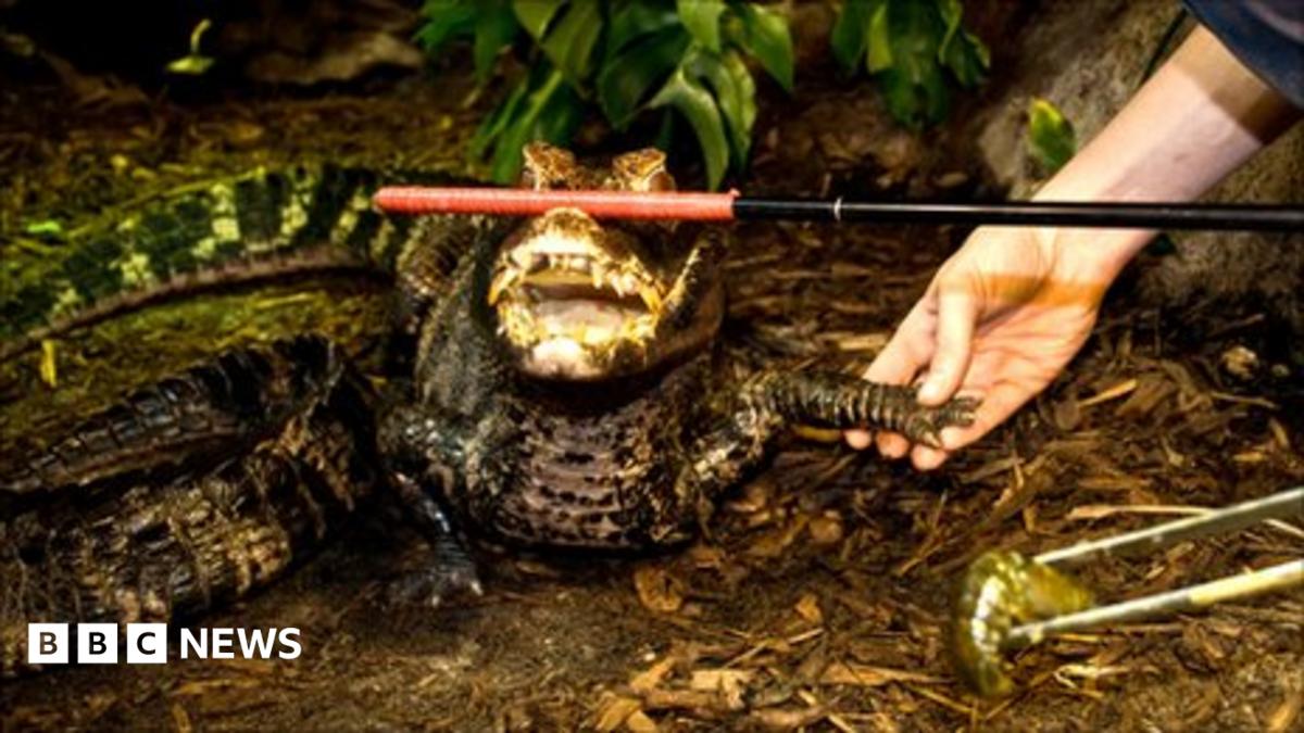 Crocodiles in Cheshire trained to obey commands - BBC News
