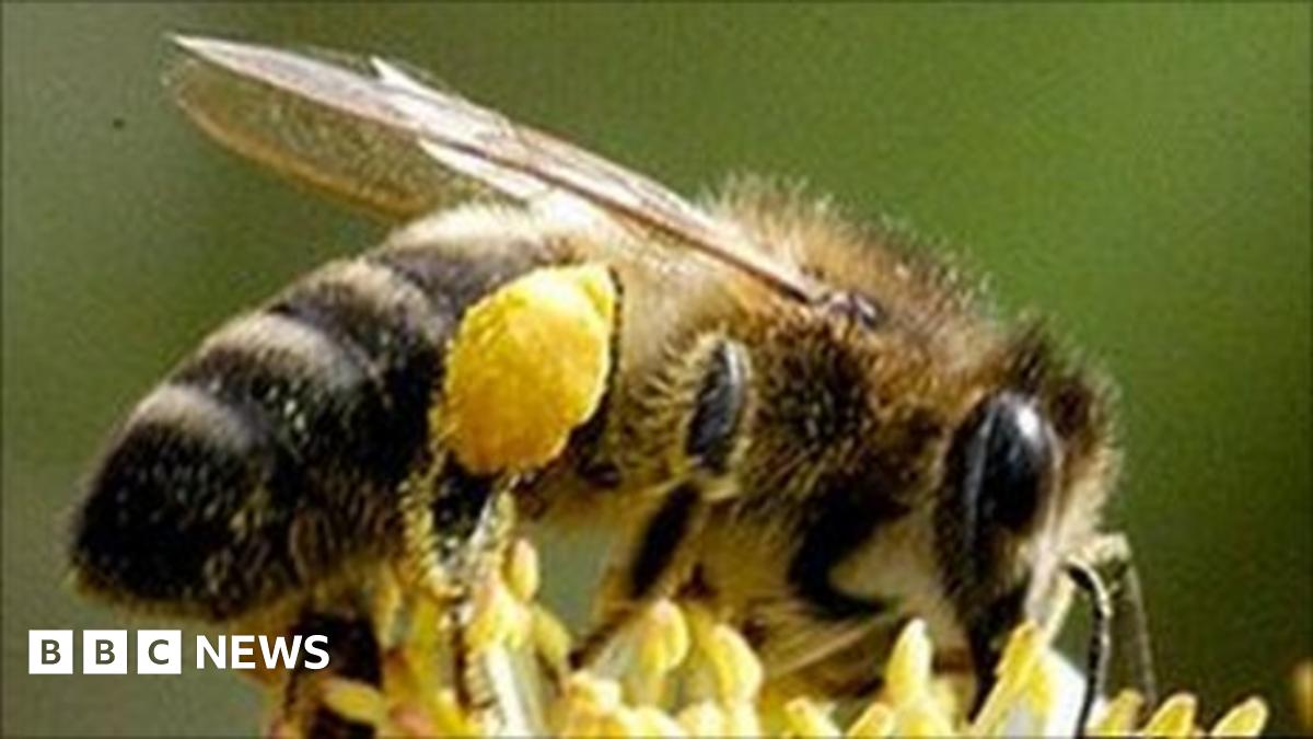 Burnley hives giveaway to help save British black bees - BBC News