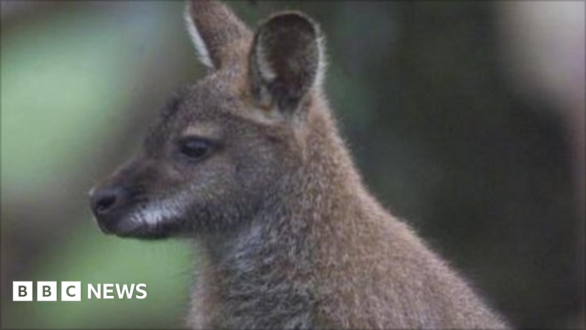 Black Isle Wildlife Park's escaped wallaby recaptured - BBC News