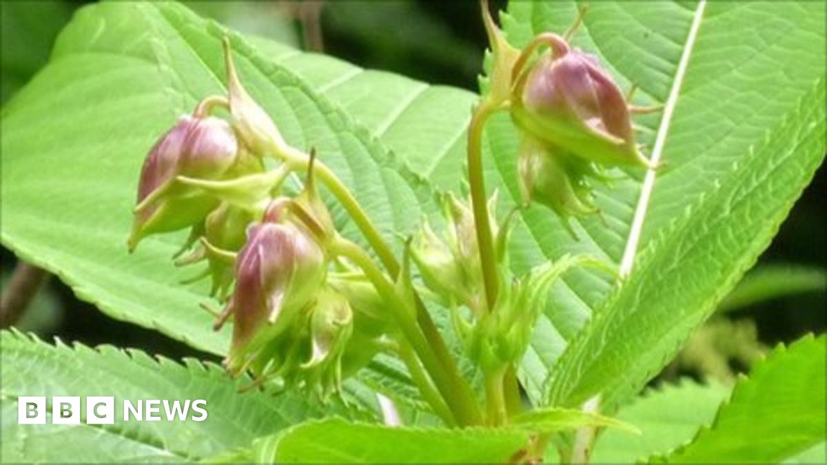 Project to stop invasive plants in Wiltshire launched - BBC News