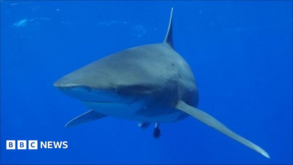 St Ives harbourmaster told of two 'shark sightings' - BBC News