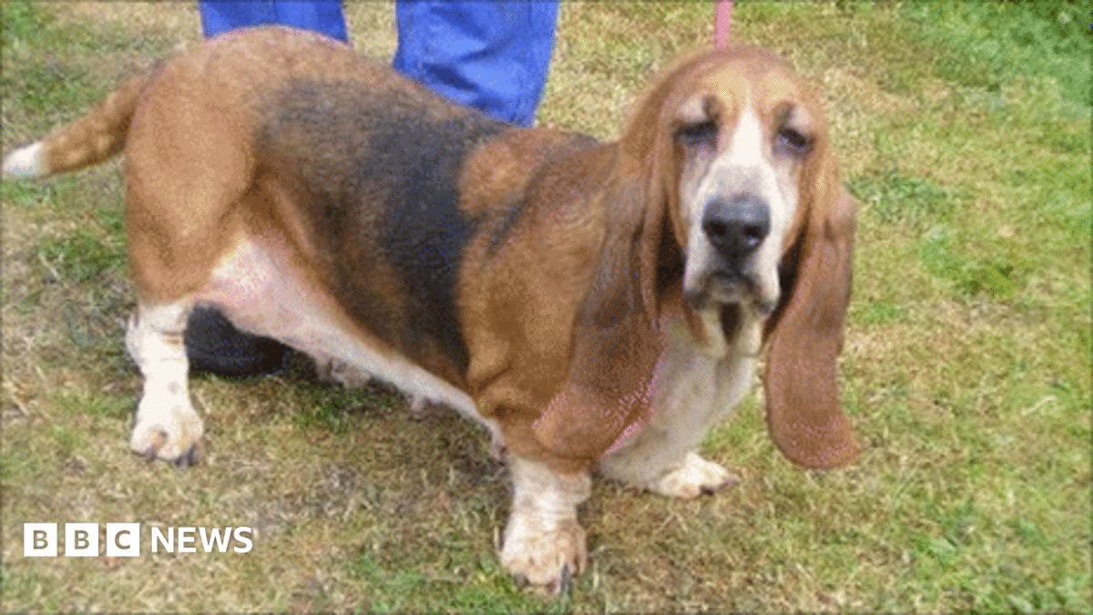 Facebook page helps rehome dogs for Darlington Council - BBC News